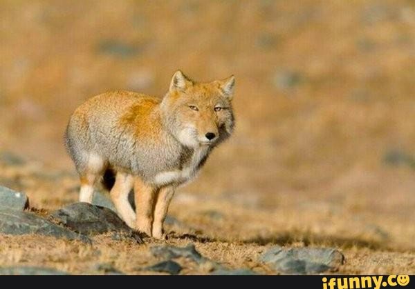 Tibetan fox looks like a meme that's come alive - iFunny