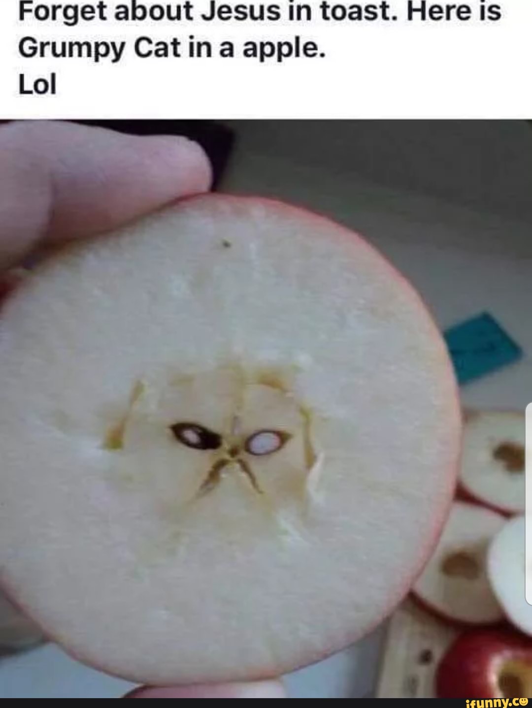 Orget a out esus m toast. ' Grumpy Cat in a apple. Lol - iFunny