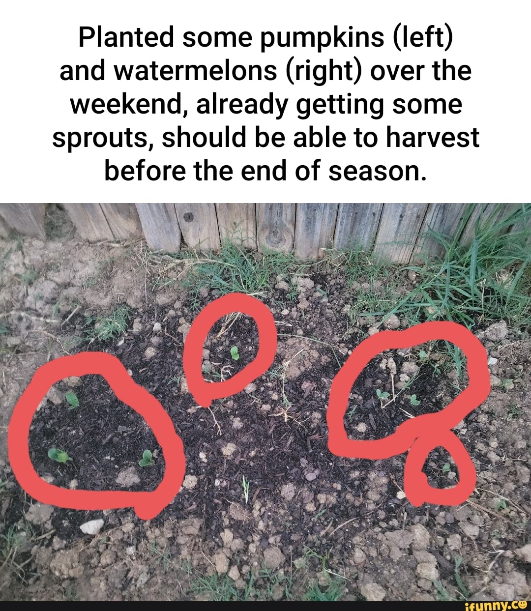 Watermelons memes. Best Collection of funny Watermelons pictures on iFunny