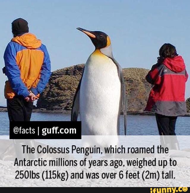 Colossus Penguin