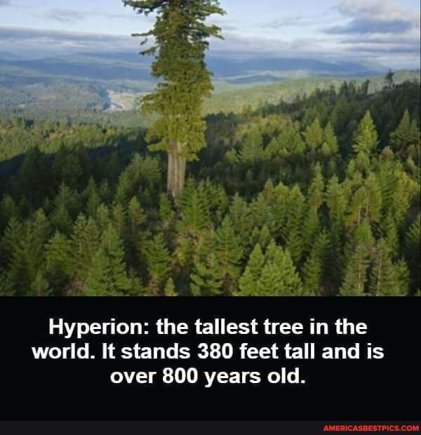 Hyperion: the tallest tree in the world. It stands 380 feet tall and is ...