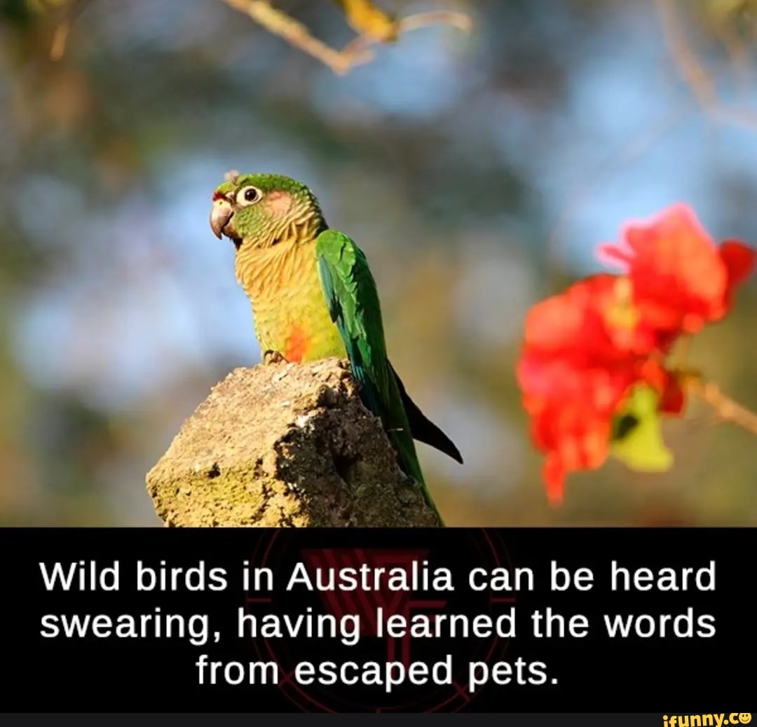 Wild birds in Australia can be heard swearing, having learned the words ...