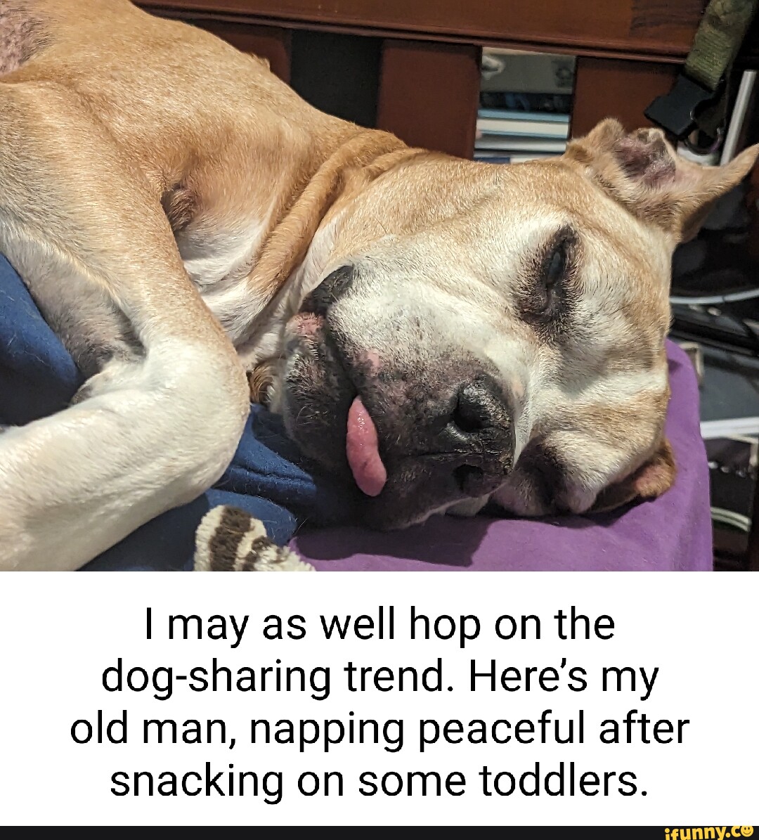 Pittie memes. Best Collection of funny Pittie pictures on iFunny