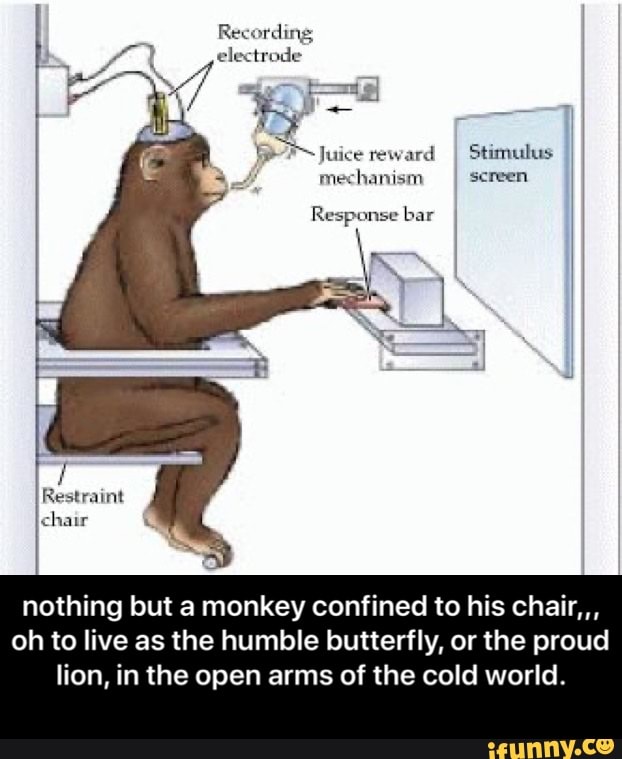 Recording electrode E y pe juice reward I Stimulus mechanism screen ...