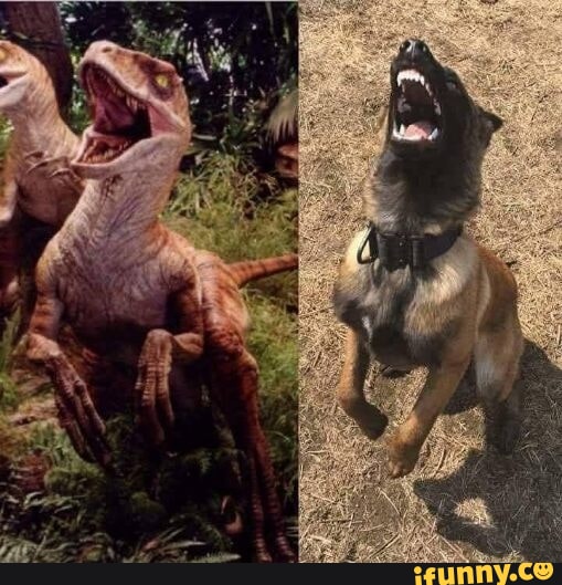 Malinois memes. Best Collection of funny Malinois pictures on iFunny