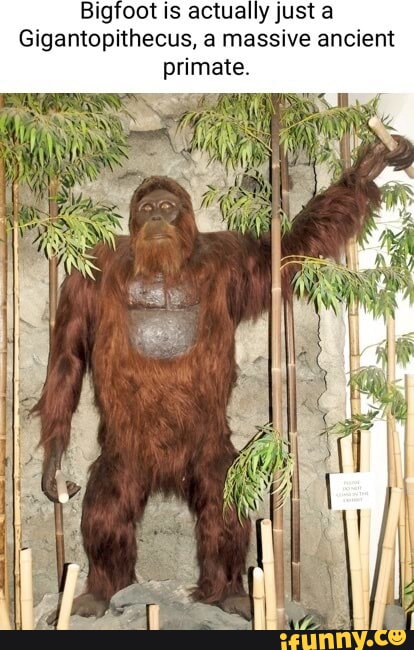 Bigfoot is actually just a Gigantopithecus, a massive ancient primate ...