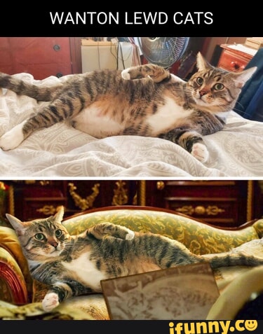 WANTON LEWD CATS - iFunny