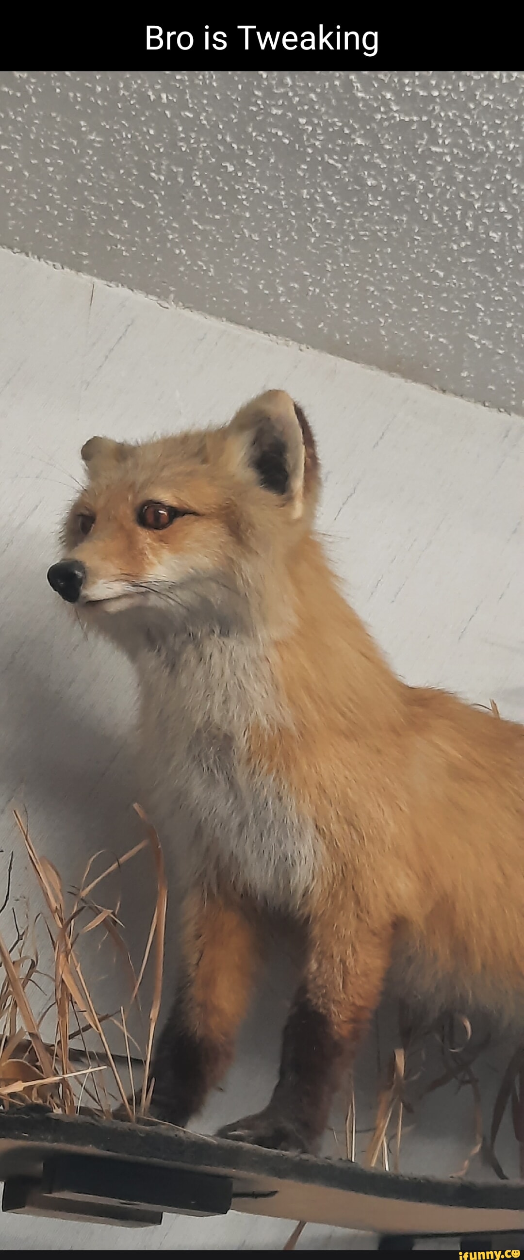 Tweaking memes. Best Collection of funny Tweaking pictures on iFunny