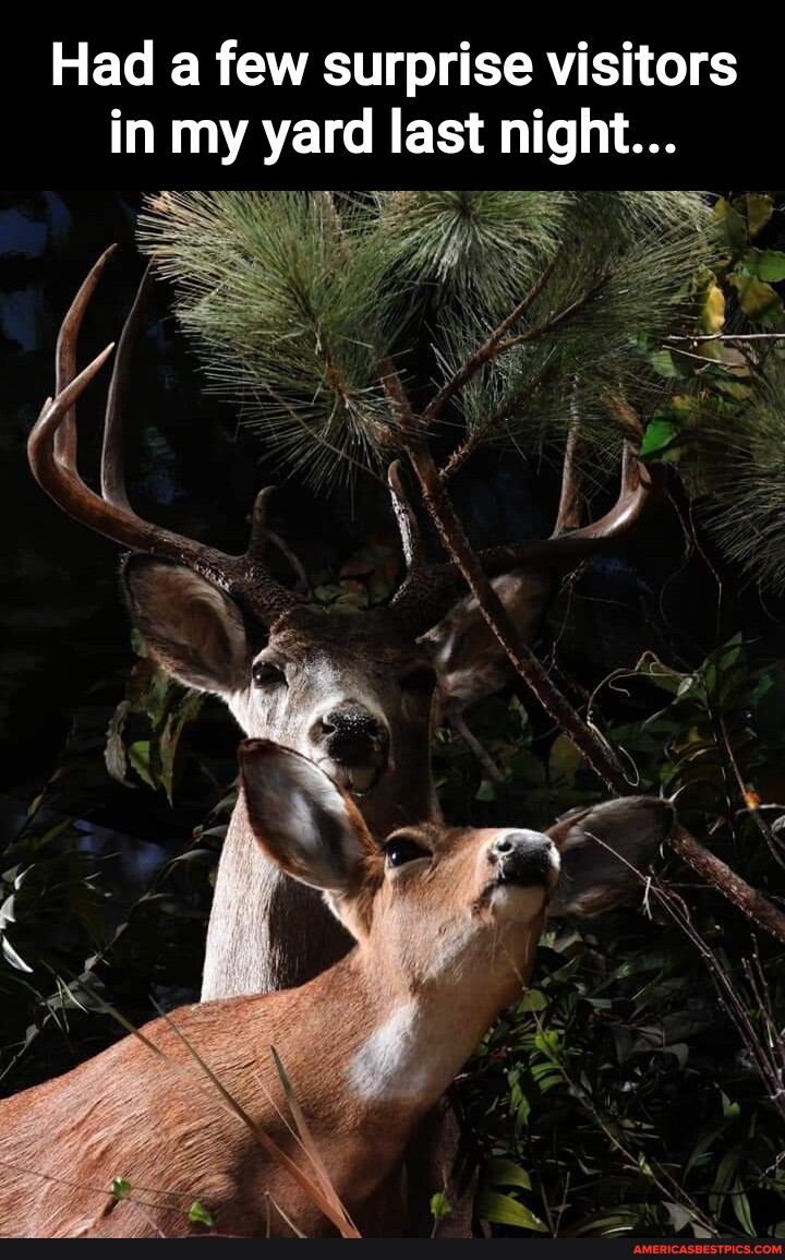 Had a few surprise visitors in my yard last night... - America’s best ...
