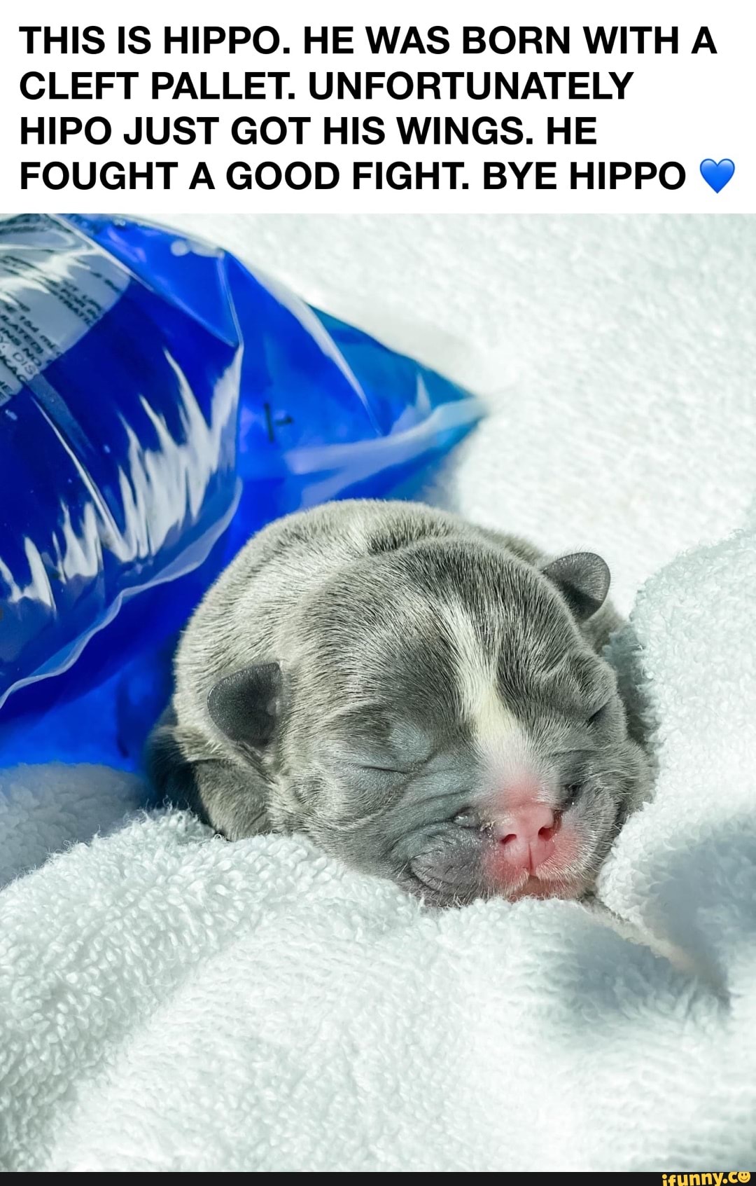 Cleft memes. Best Collection of funny Cleft pictures on iFunny