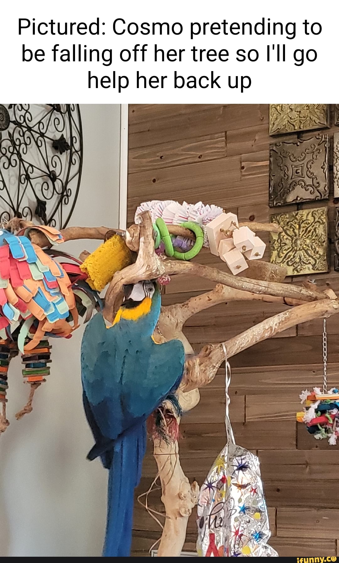 Pictured: Cosmo pretending to be falling off her tree so I'll go help ...