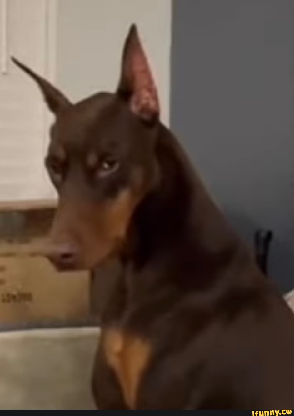 Pincher memes. Best Collection of funny Pincher pictures on iFunny