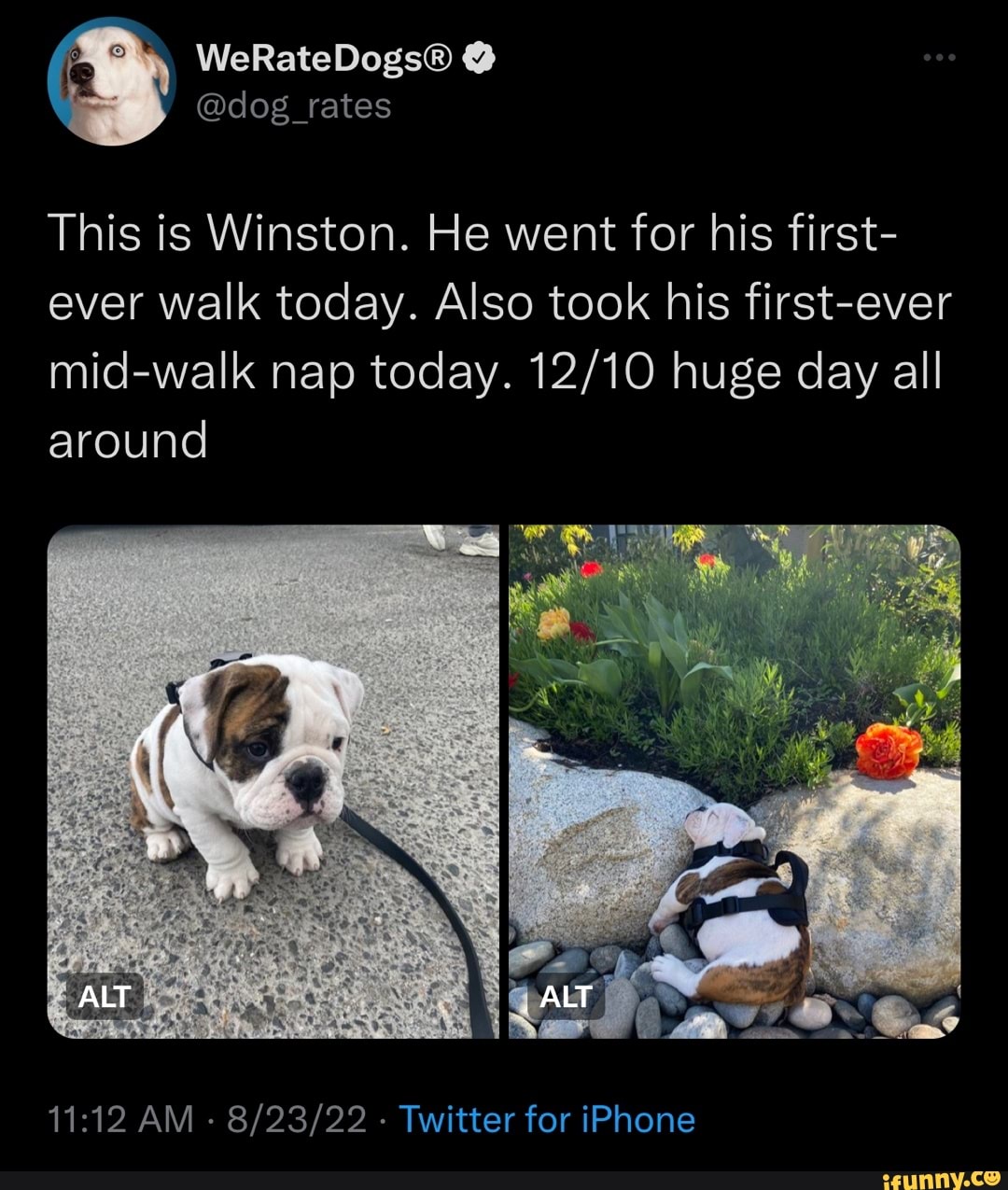 @dog _rates This is Winston. He went for his first- ever walk today ...