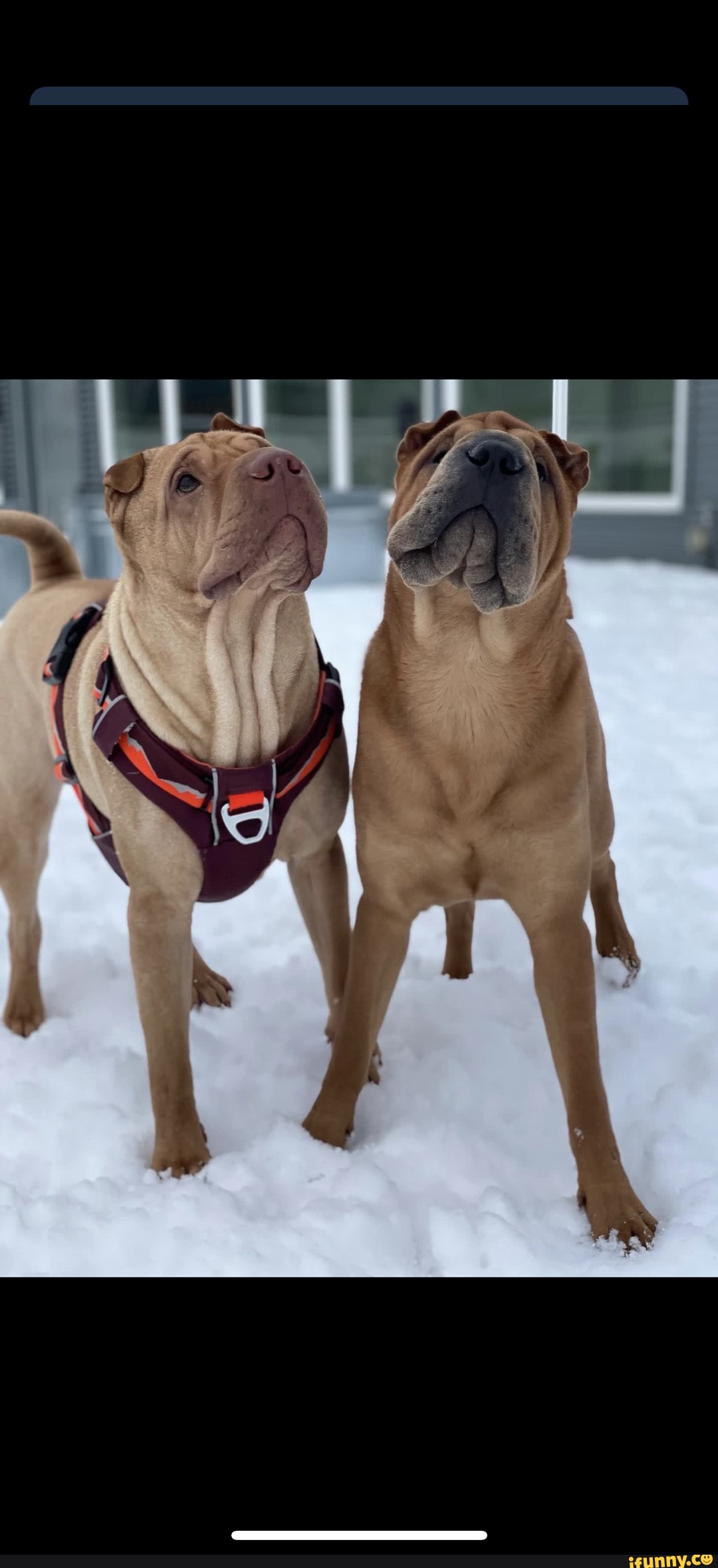 Sharpei memes. Best Collection of funny Sharpei pictures on iFunny