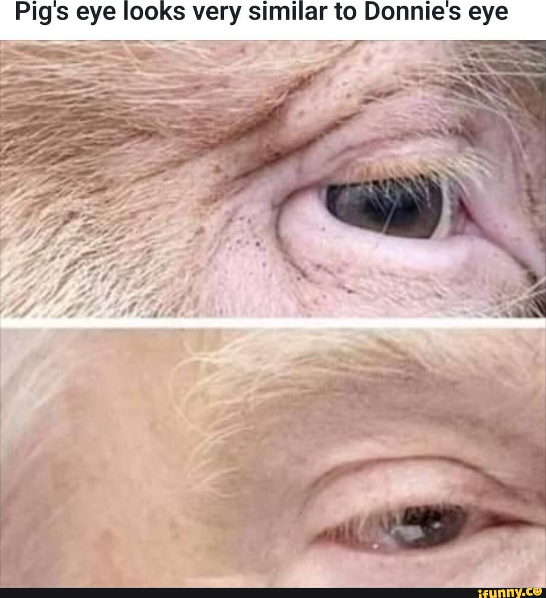Pigs eye looks very similar to Donnies eye - iFunny
