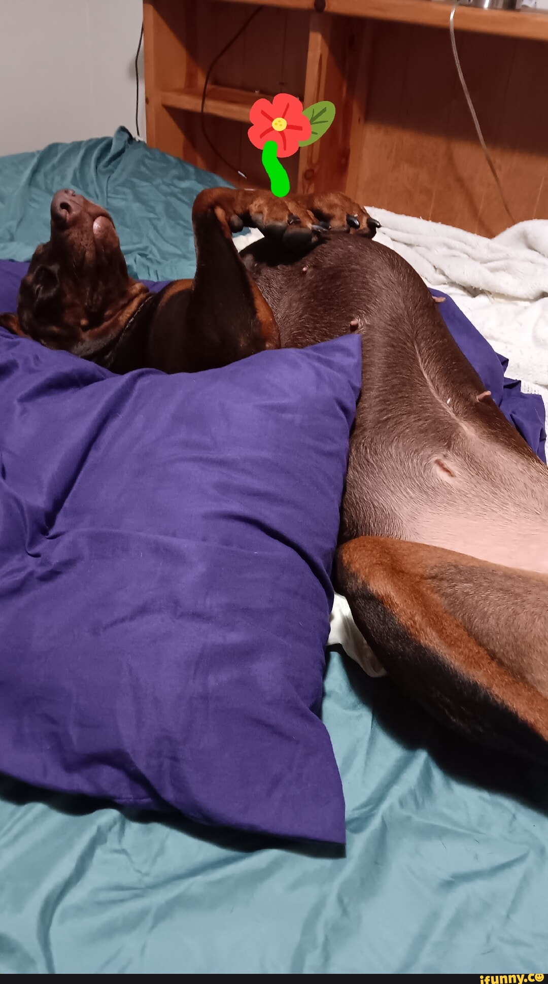 Doberman memes. Best Collection of funny Doberman pictures on iFunny