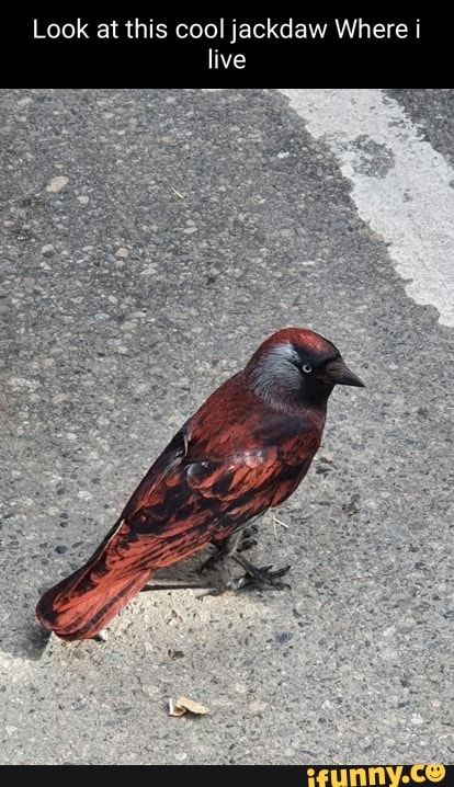 Jackdaw memes. Best Collection of funny Jackdaw pictures on iFunny