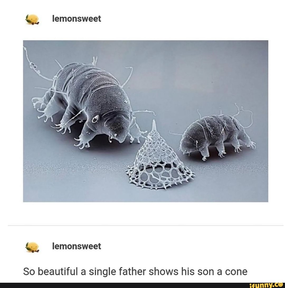 Lemonsweet So beautiful a single father shows his son a cone - iFunny
