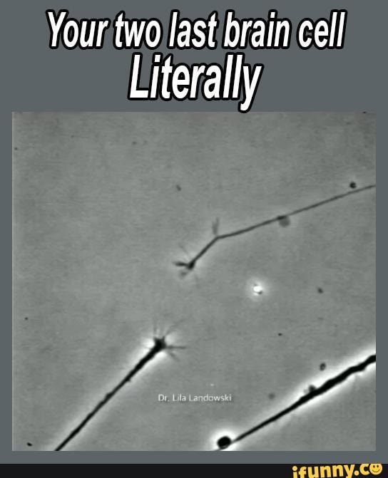 Your two last brain cell Literally - iFunny