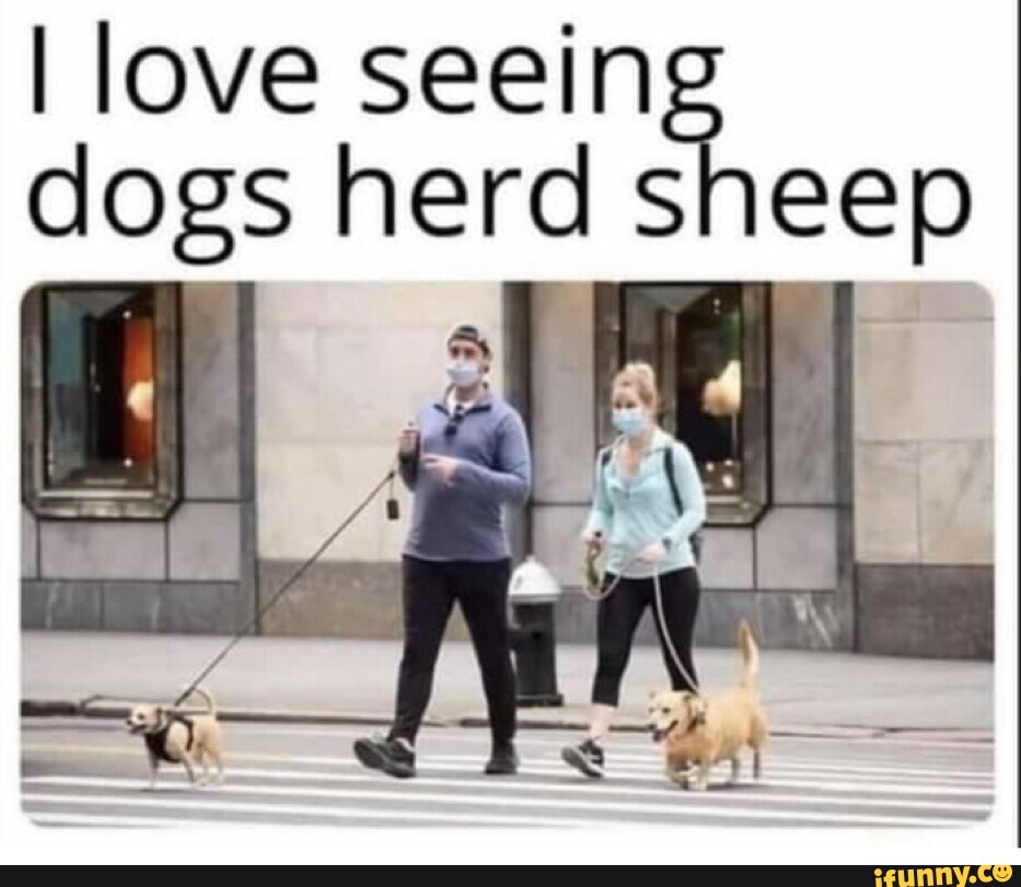 I love seeing dogs herd sheep - iFunny