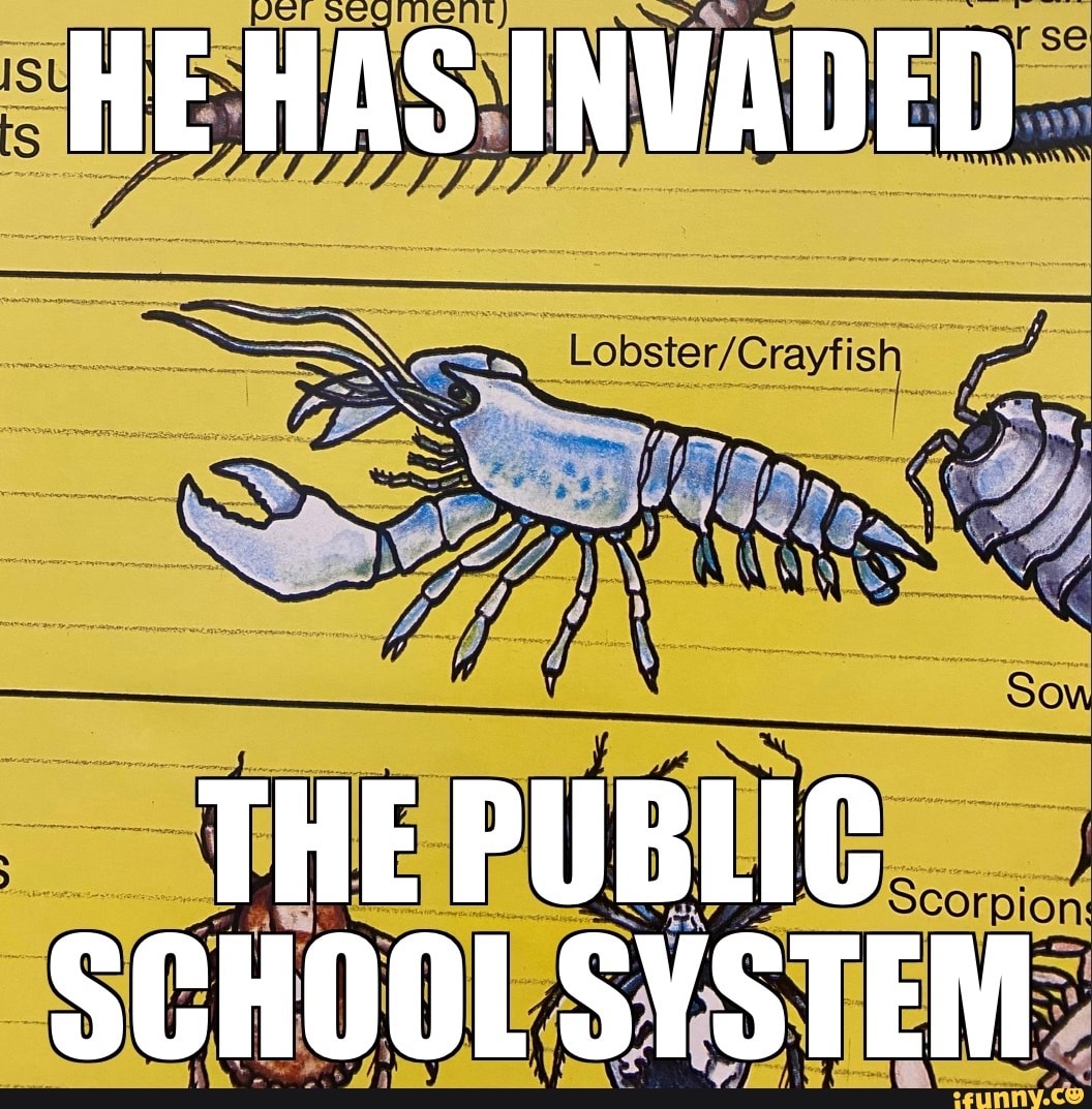 THE PUBLIC Scorpion SCHOOL SYSTEM - iFunny