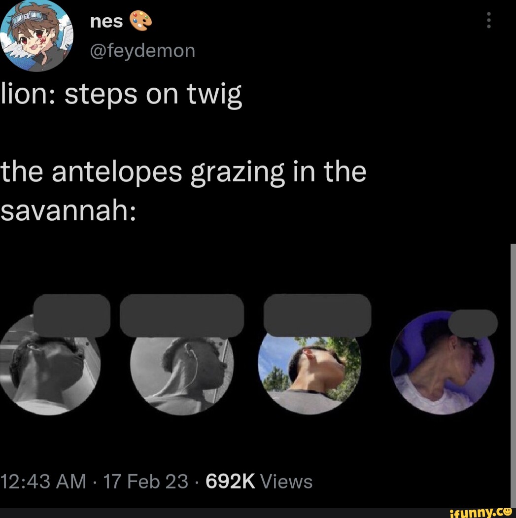 Lion: steps on twig the antelopes grazing in the savannah: AM - 17 Feb ...