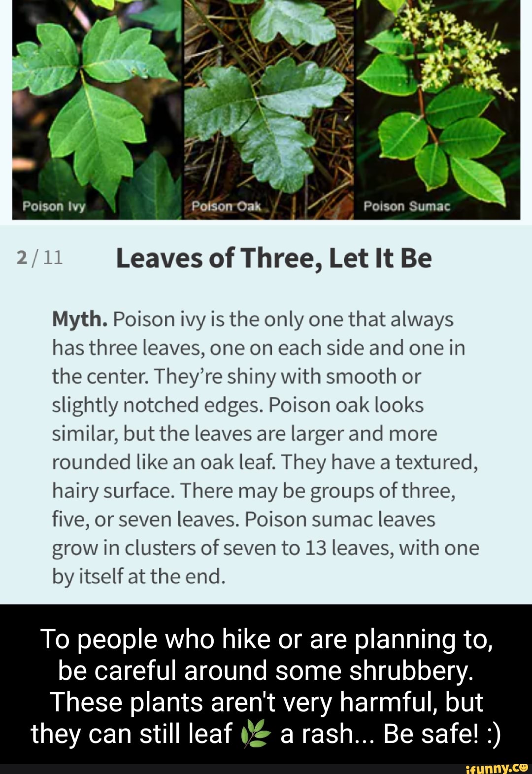 Poison Ivy Poison Oak Poison Sumac Leaves of Three, Let It Be Myth ...