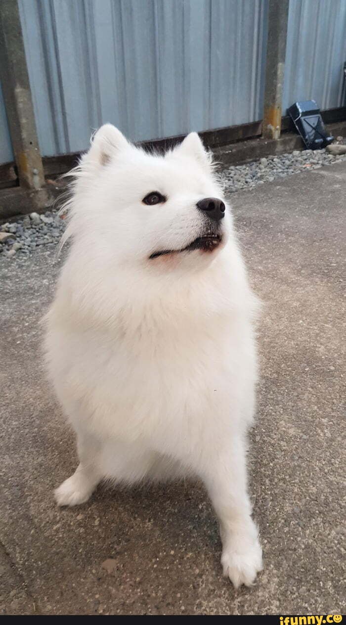 Japanese_spitz memes. Best Collection of funny Japanese_spitz pictures ...
