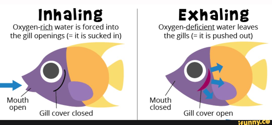 Inhaling Exhaling Oxygen-rich water is forced into Oxygen-deficient ...