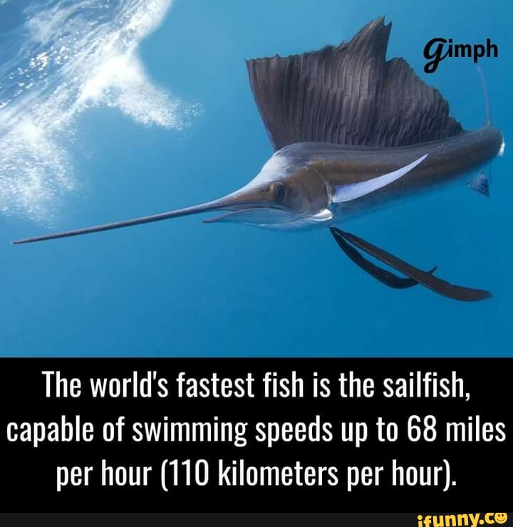 The world's fastest fish is the sailfish, capable of swimming speeds up ...