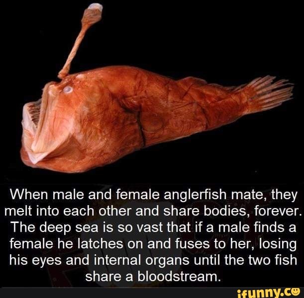 When male and female anglerfish mate, they melt into each other and ...