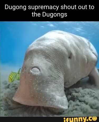 Dugong memes. Best Collection of funny Dugong pictures on iFunny