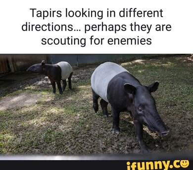 Tapir Memes