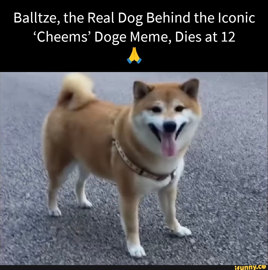 Balltze, the Real Dog Behind the Iconic 'Cheems' Doge Meme, Dies at 12 ...