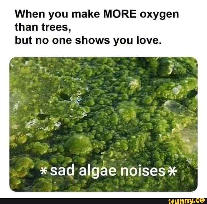 Algae memes. Best Collection of funny Algae pictures on iFunny