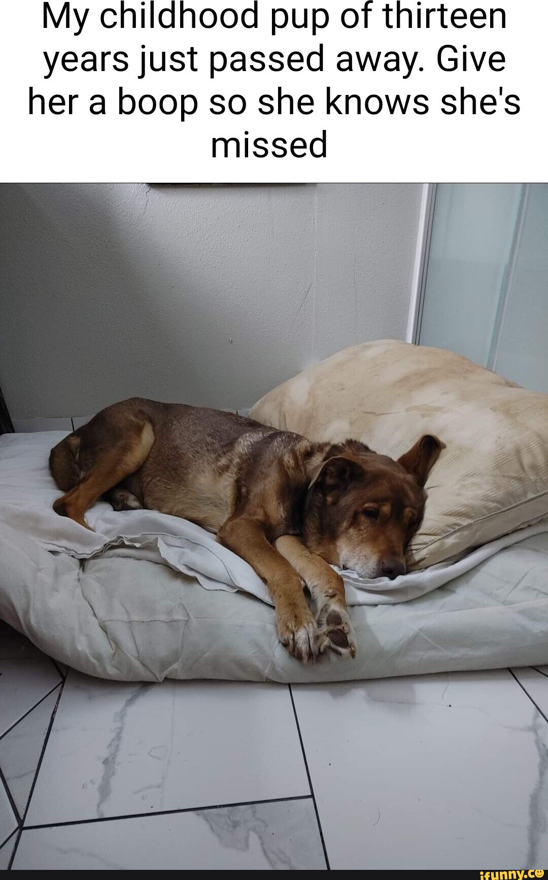 My childhood pup of thirteen years just passed away. Give her a boop so ...