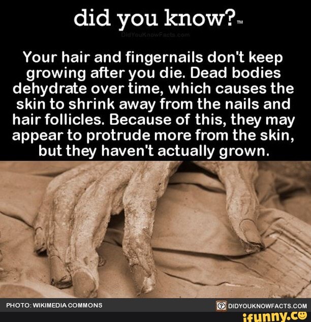 Did you know?.. Your hair and fingernails don't keep growing after you ...