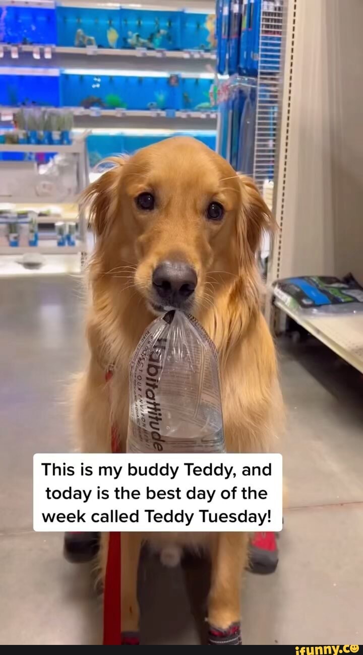 Teddytuesday memes. Best Collection of funny Teddytuesday pictures on ...