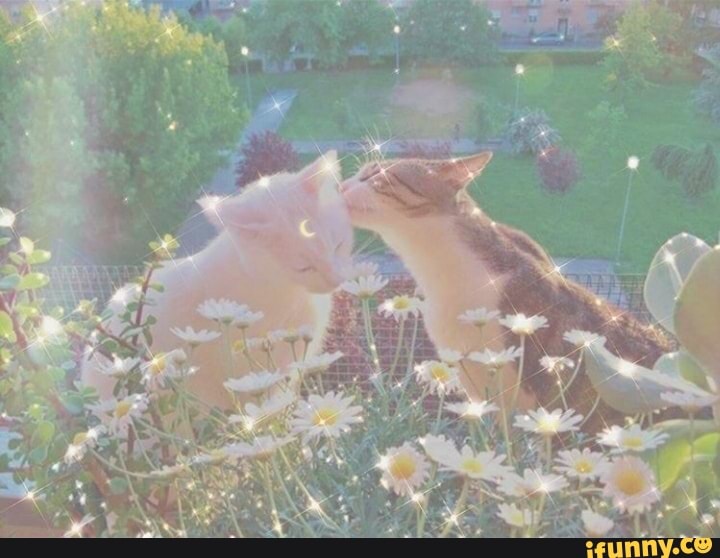 Gardencore memes. Best Collection of funny Gardencore pictures on iFunny