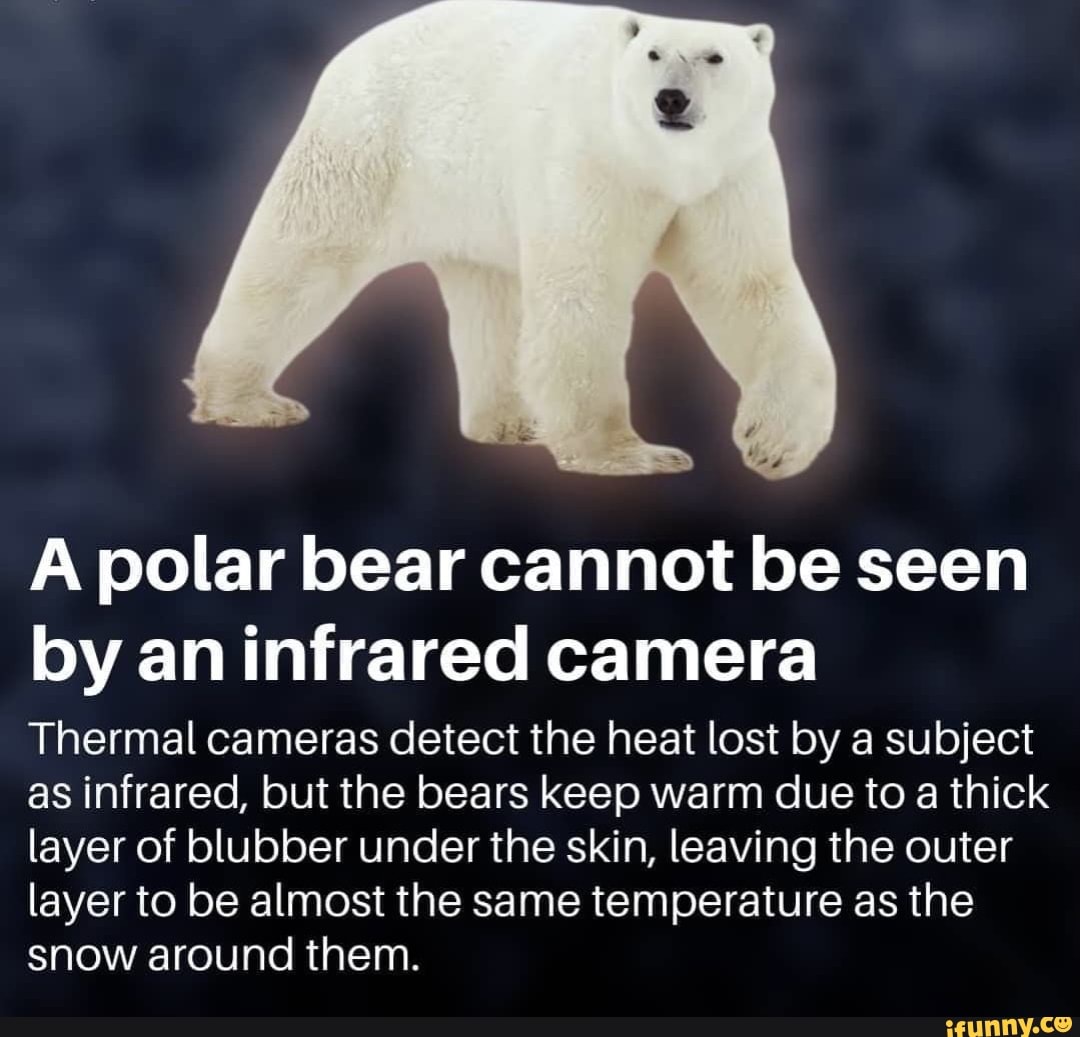 A polar bear cannot be seen by an infrared camera Thermal cameras ...