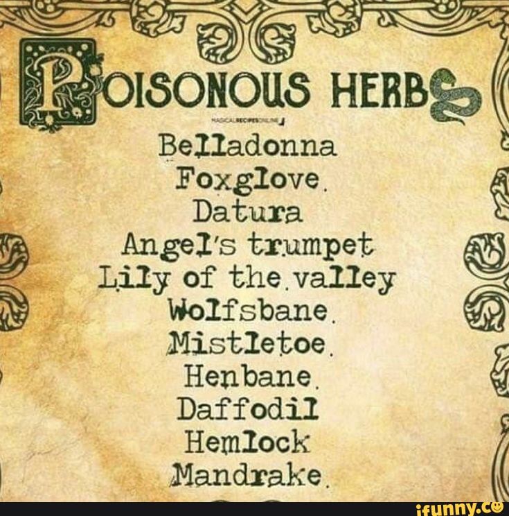 Mandrake memes. Best Collection of funny Mandrake pictures on iFunny