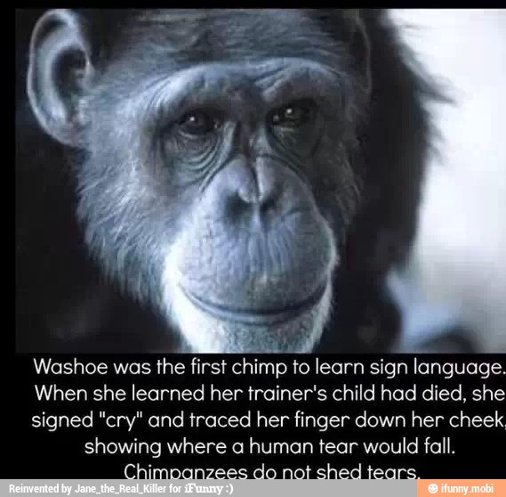 Chimp Who Taught Sign Language: Nim Chimpsky Meaning – FVOSE