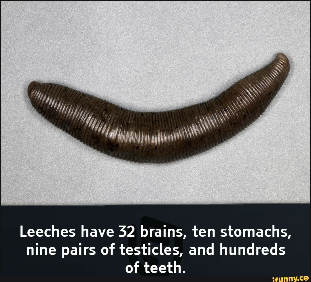 Leeches Teeth