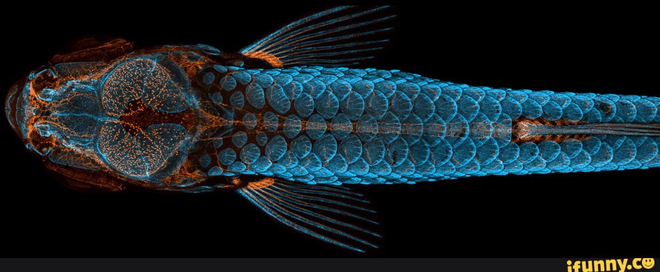Zebrafish memes. Best Collection of funny Zebrafish pictures on iFunny