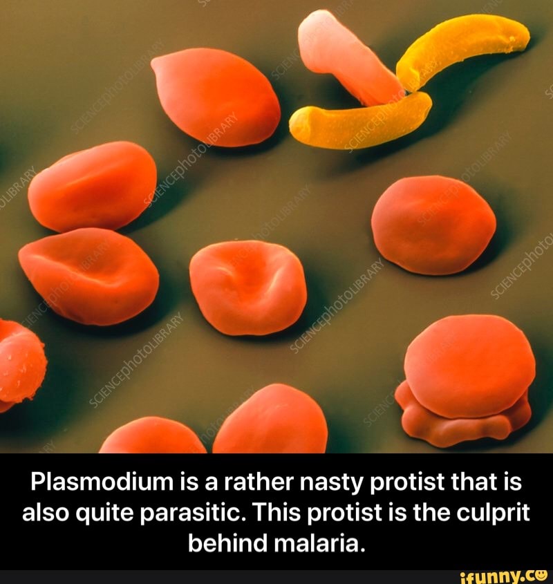 Protist memes. Best Collection of funny Protist pictures on iFunny