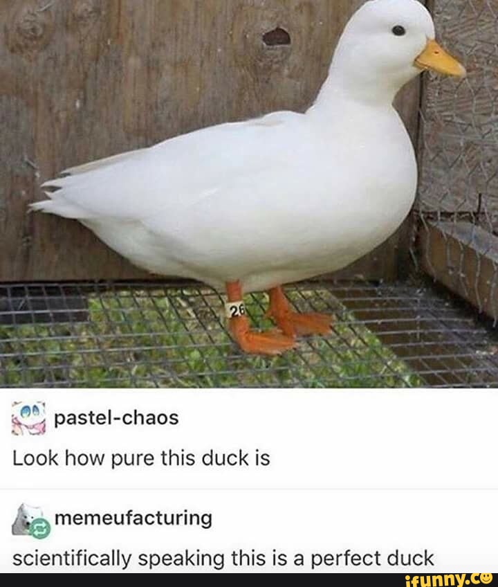 Pastel-chaos Look how pure this duck is memeufacturing scientifically ...