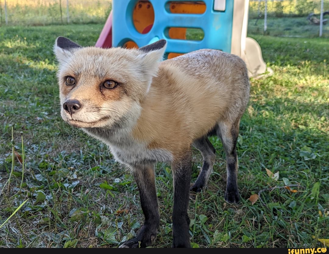 Tfm_pan memes. Best Collection of funny Tfm_pan pictures on iFunny