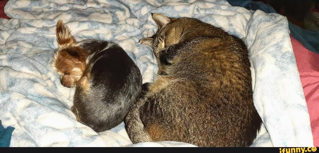 My two best buds and their favorite blanket. Zeus the Mini Yorkie, also ...