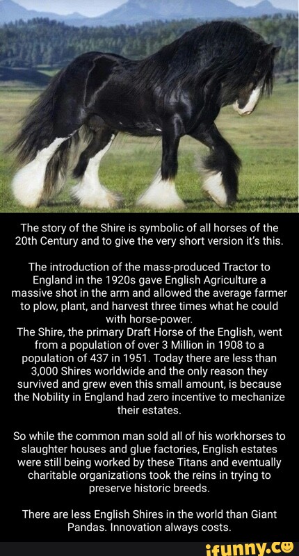 The story of the Shire is symbolic of all horses of the 20th Century ...