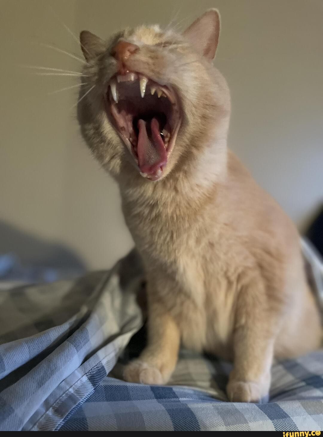 Fonzy memes. Best Collection of funny Fonzy pictures on iFunny